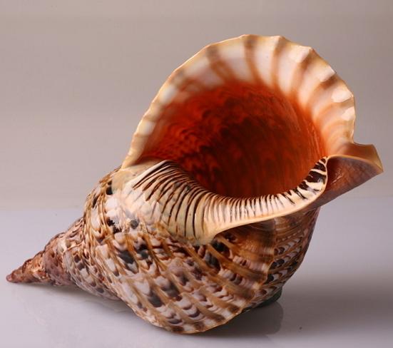 海螺【中药】【中医百科】