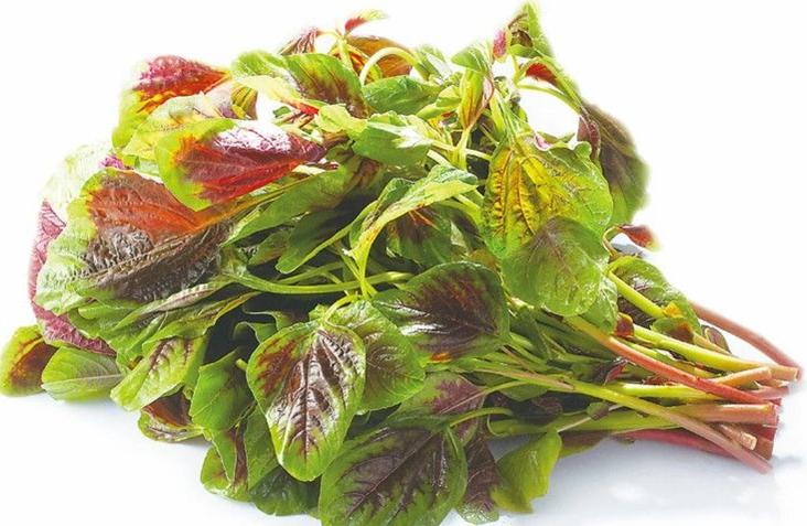 苋菜【中药】【中医百科】