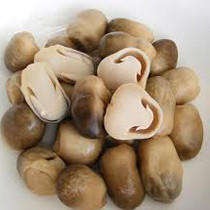 草菇【中药】【中医百科】